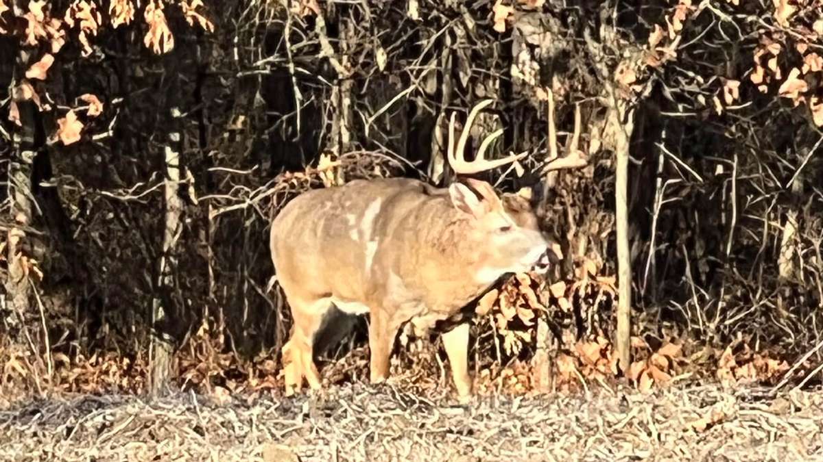 Missouri Whitetail Hunting | Guided Deer Whitetail Deer Hunts in MO